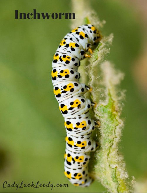 What Is An Inchworm Look Like